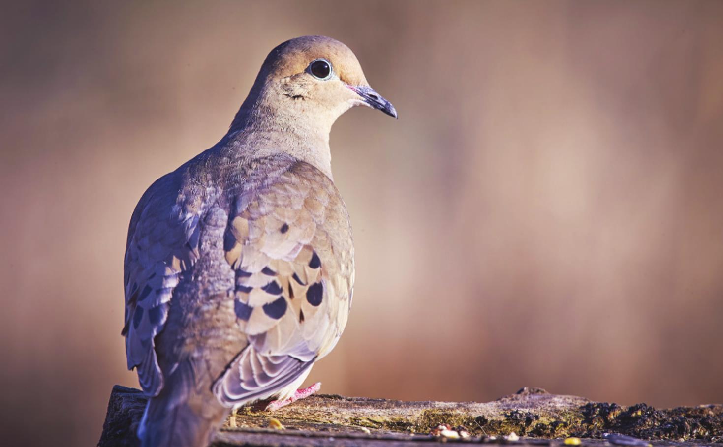 ‘Ripe conditions’ for Texas dove season | Double Mountain Chronicle